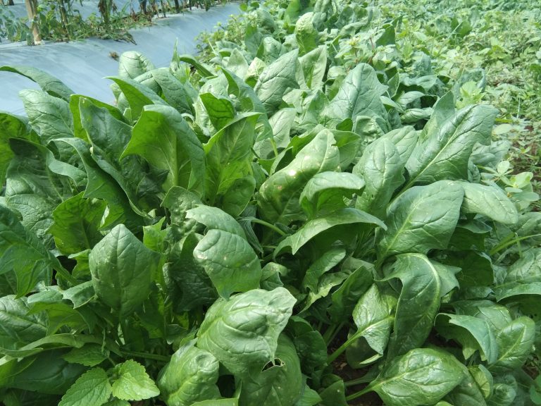 Benefits of Horenso, The Healthy Japanese Spinach – Sangkaramata ...
